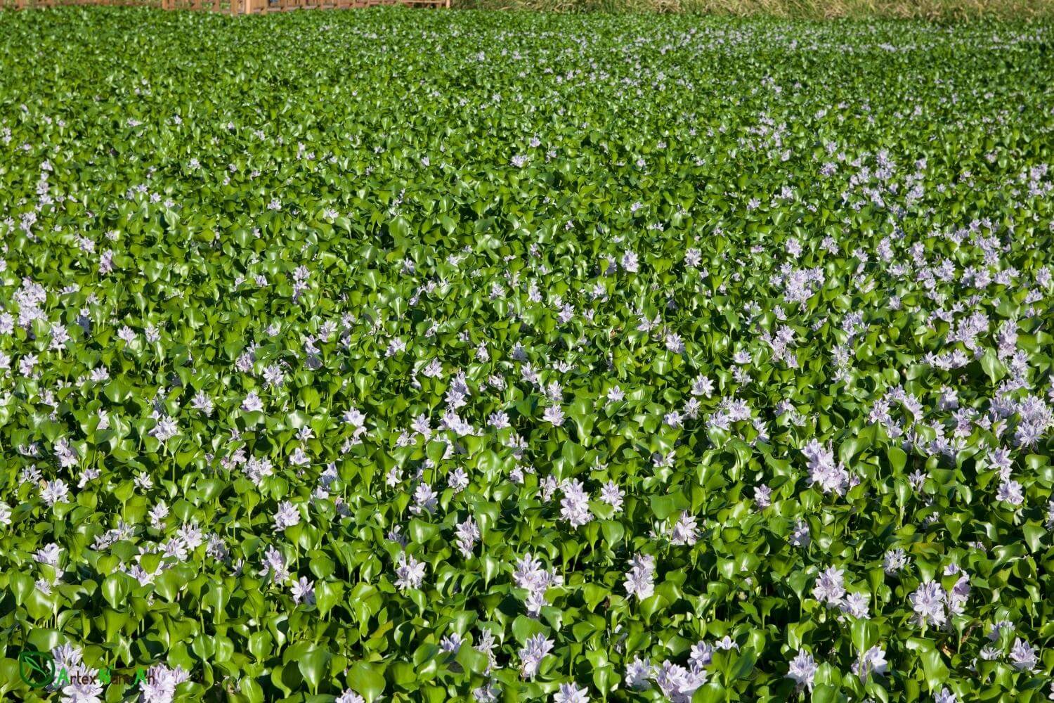Water Hyacinth: An Unusual Material For Wicker Baskets Bulk